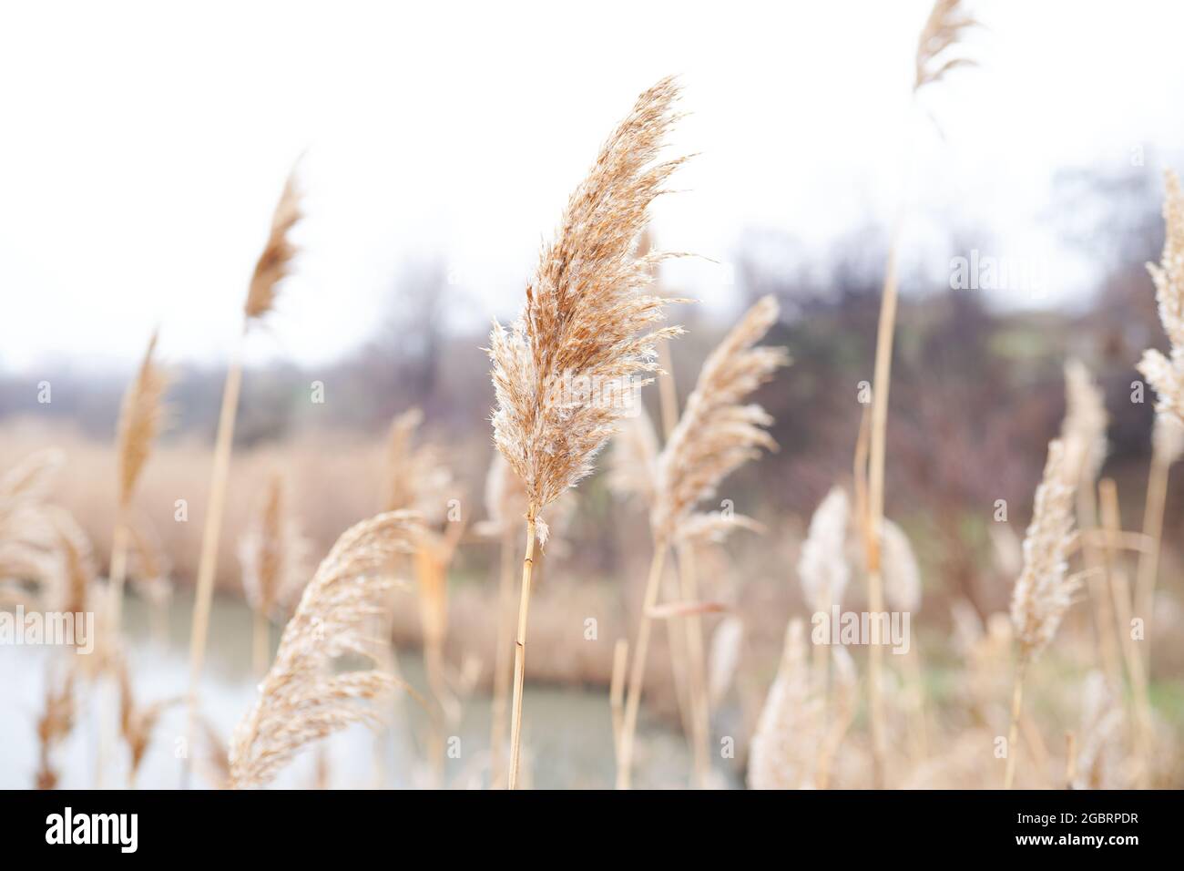 Reed bending hi-res stock photography and images - Alamy
