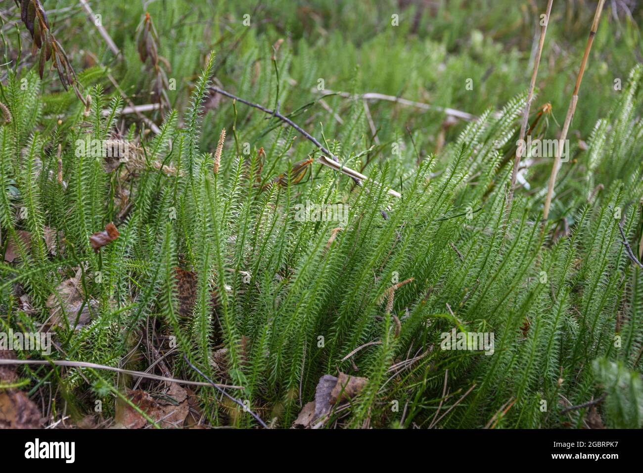 Lycopodium clavatum club moss hi-res stock photography and images - Alamy