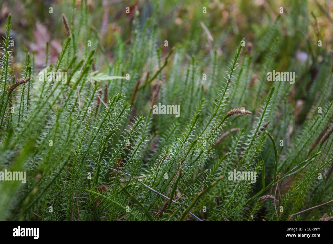 Lycopodium species hi-res stock photography and images - Alamy