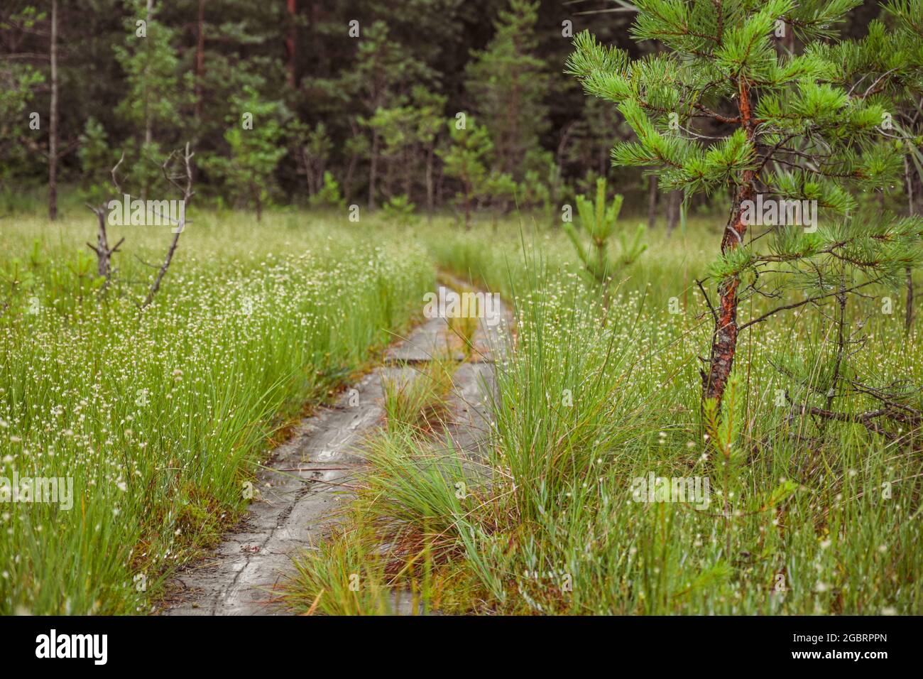 Lithuanian plant hi-res stock photography and images - Alamy