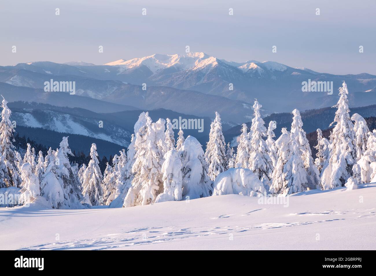 Landscape on winter day. Spruce trees in the snowdrifts. High mountain ...