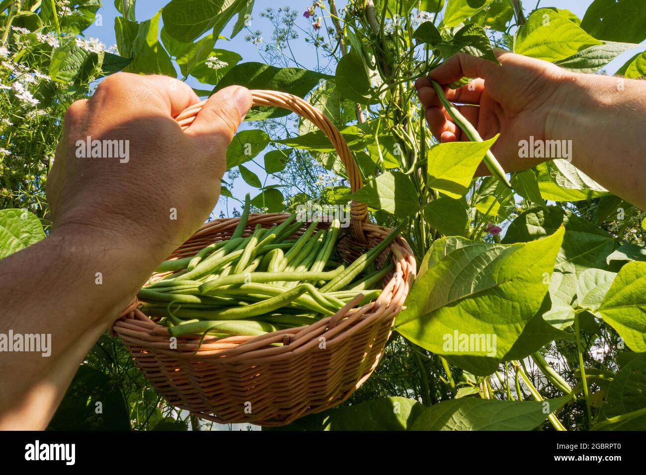 Hand harvesting fresh green runner beans from the garden Stock Photo ...