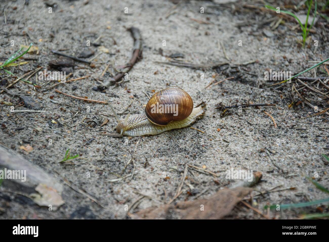 Snail in Lithuanian forests Stock Photo - Alamy