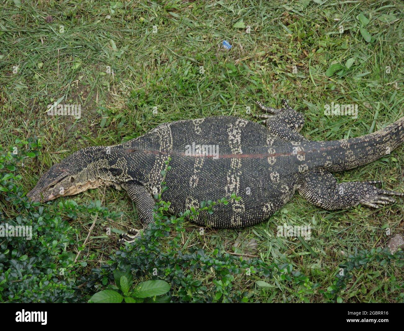 A big waran on grass at public Lumphini Park Bangkok Stock Photo - Alamy