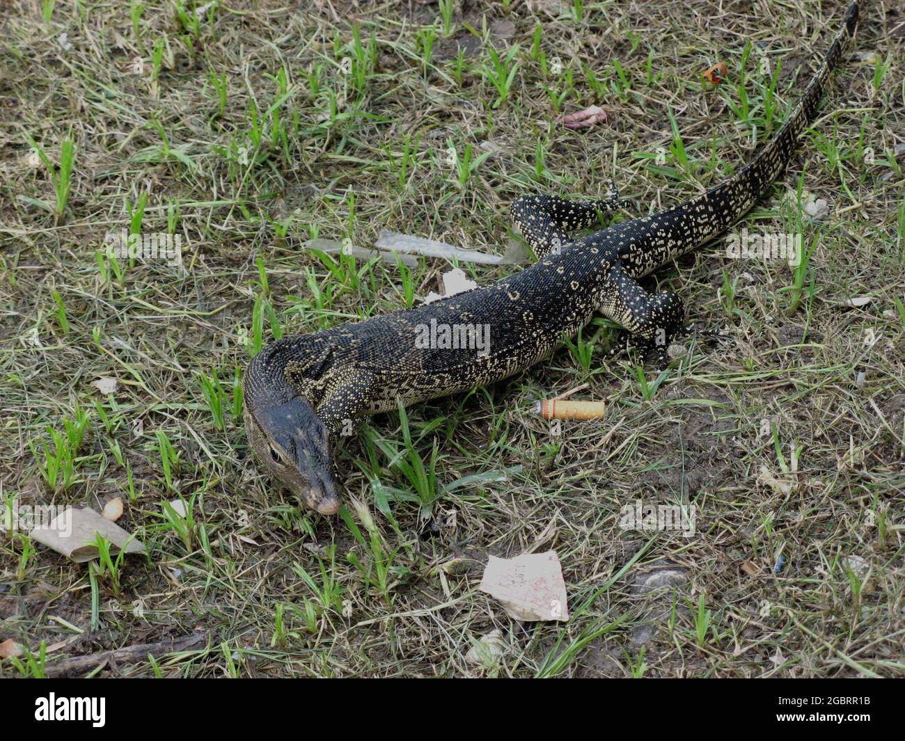 Big waran hi-res stock photography and images - Alamy