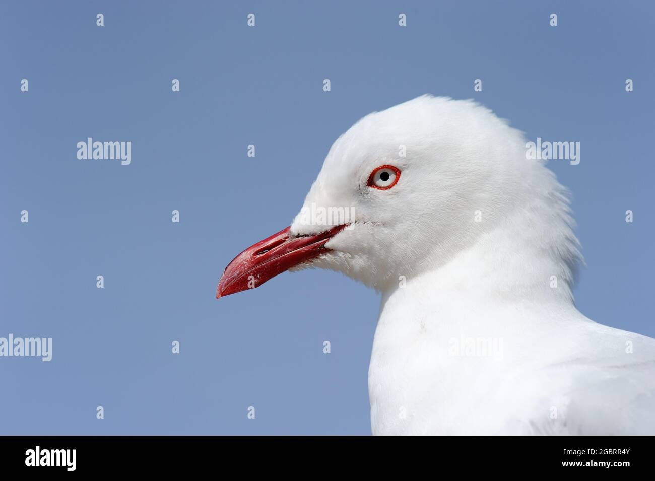 Red-billed Gull (Chroicocephalus scopulinus) portrait, Stewart island ...