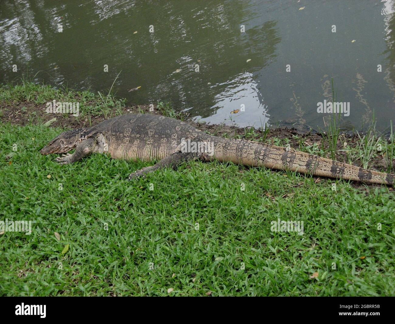 Monitor lizard at public Lumphini Park in Bangkok, Thailand Stock Photo ...