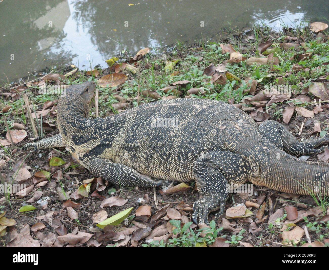Monitor lizard at public Lumphini Park in Bangkok, Thailand Stock Photo ...