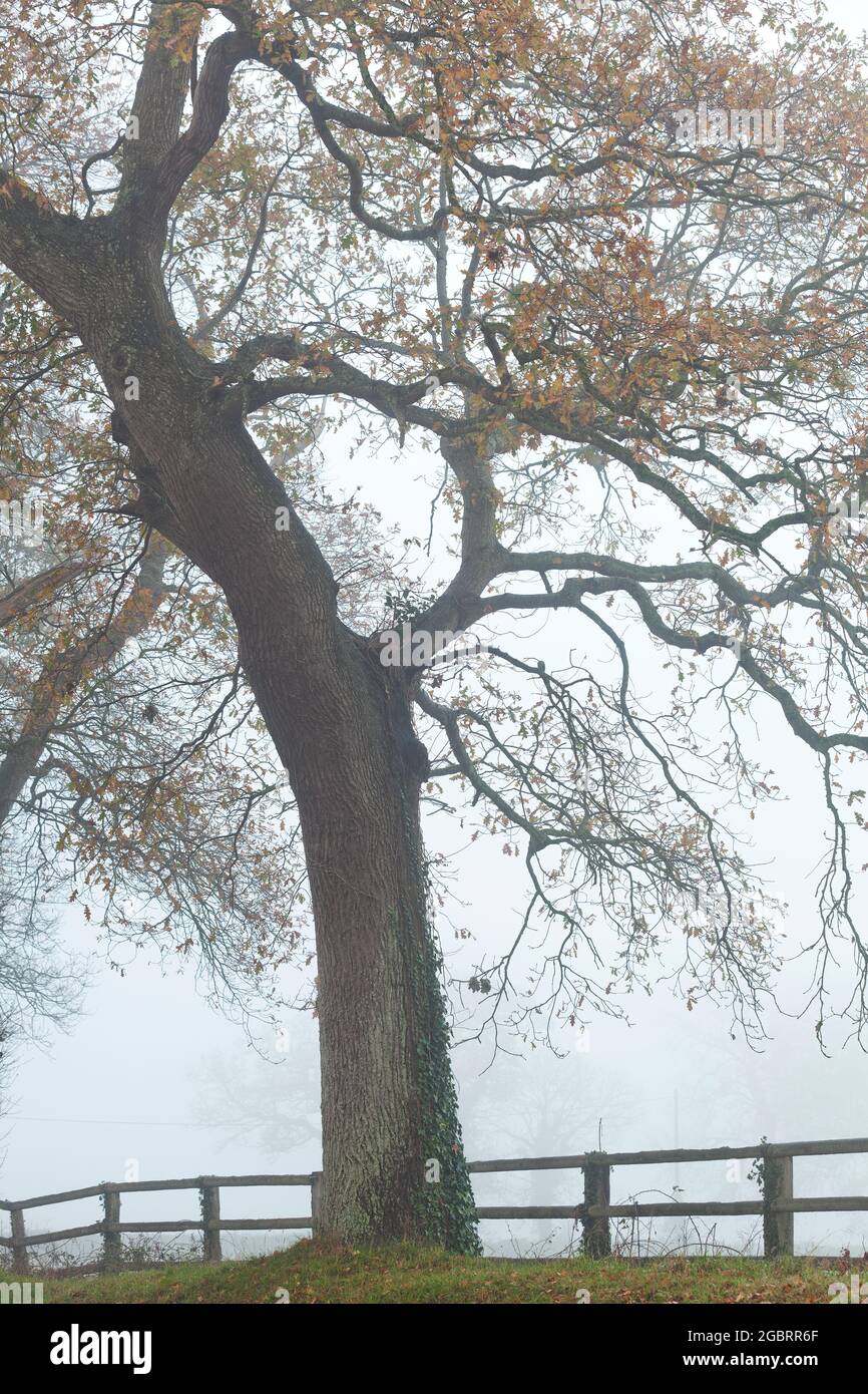 Old oak tree and fence on a foggy autumn day somewhere in France Stock ...