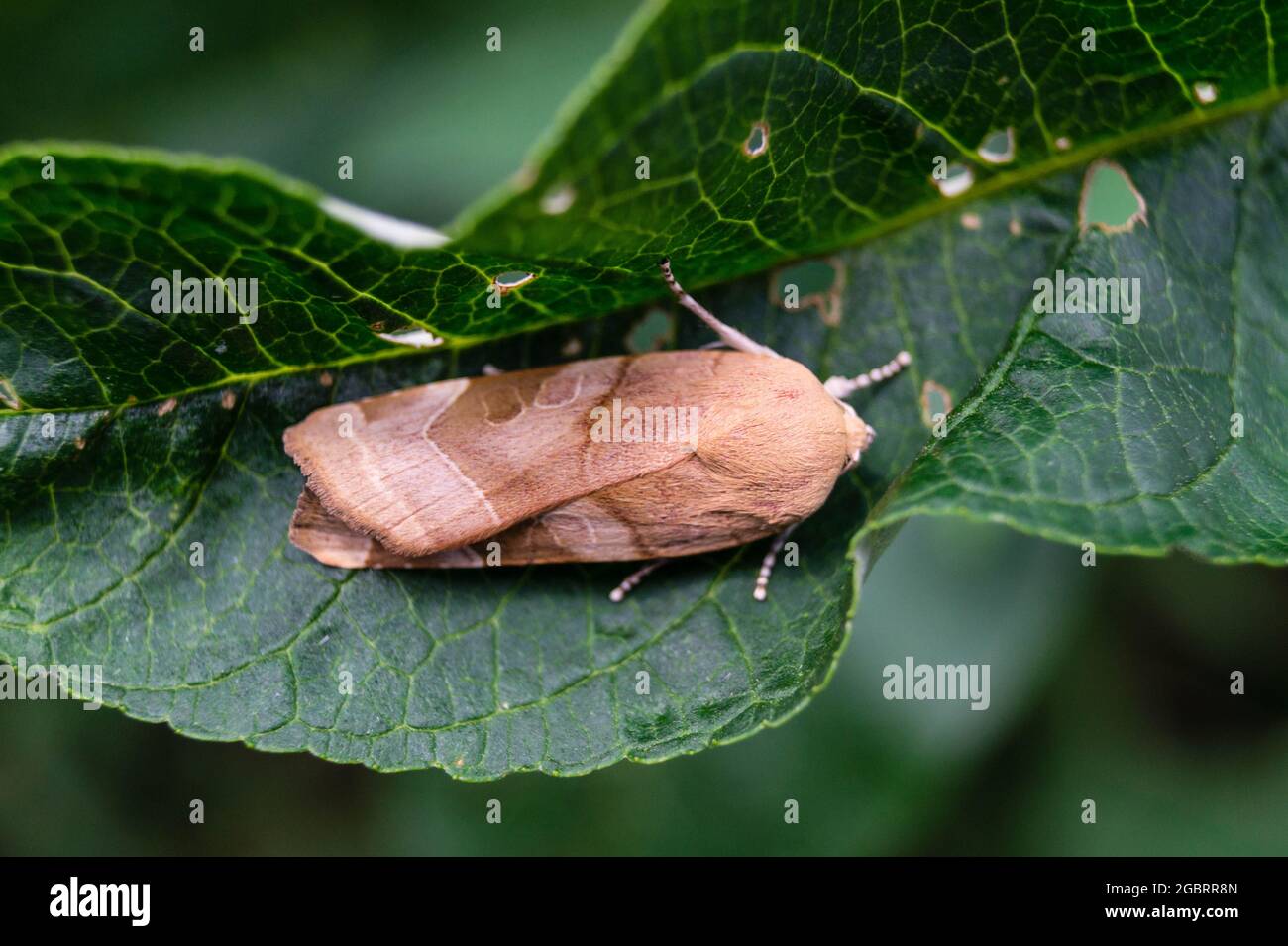 Beet moth hi-res stock photography and images - Alamy