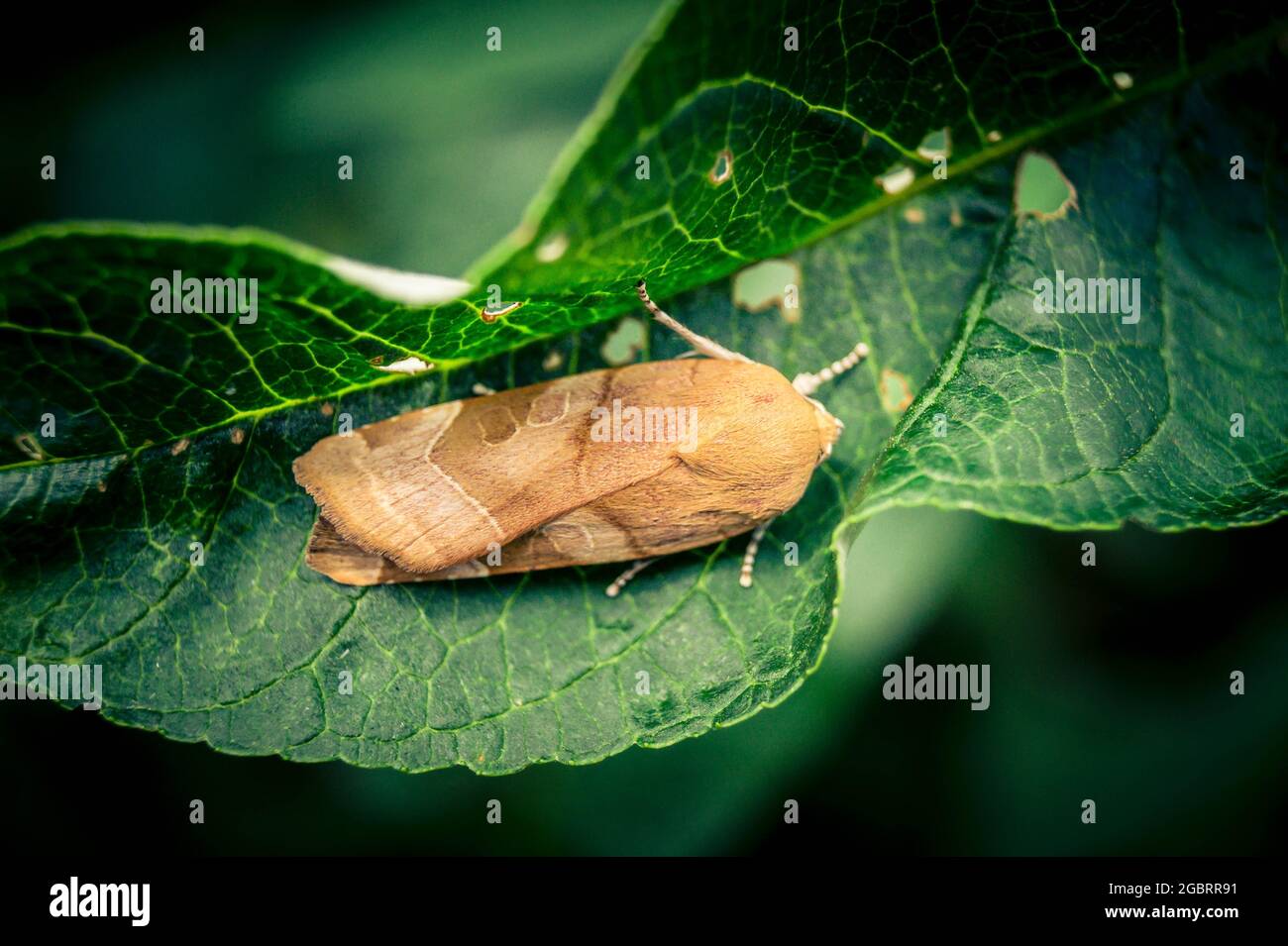 Beet moth hi-res stock photography and images - Alamy