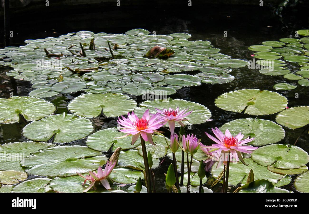 Pink water lilies growing in the local pond with lily pads and the ...