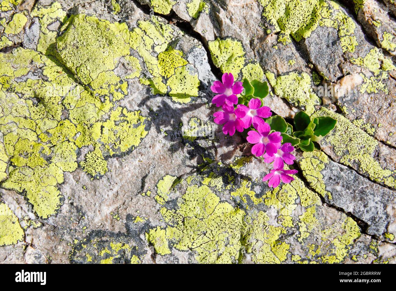 Hirsute hi-res stock photography and images - Alamy