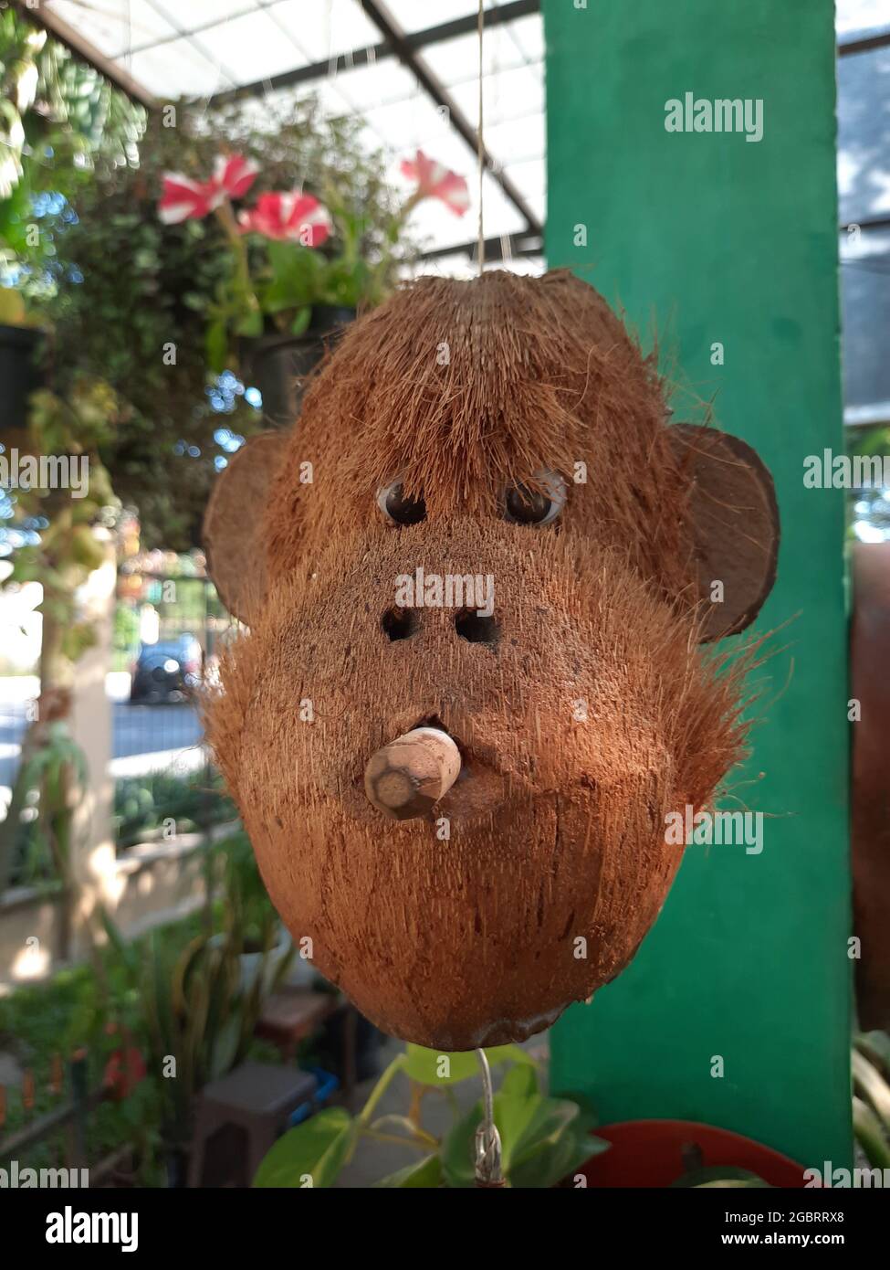hanging cigar smoking monkey head made from coconut for garden d Stock ...