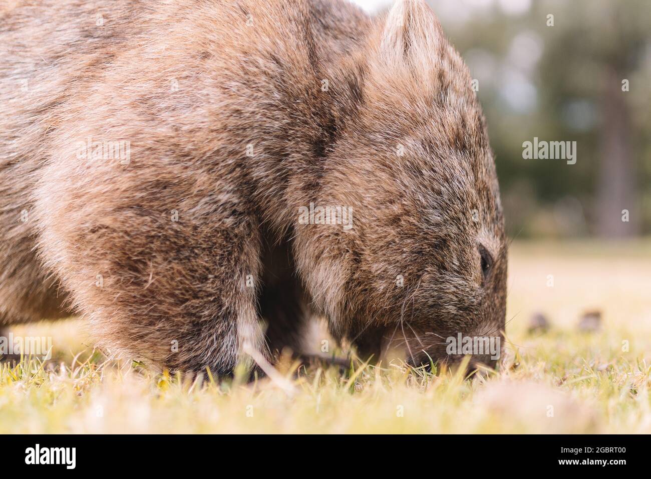 Common Wombat eating grass in a field Stock Photo - Alamy