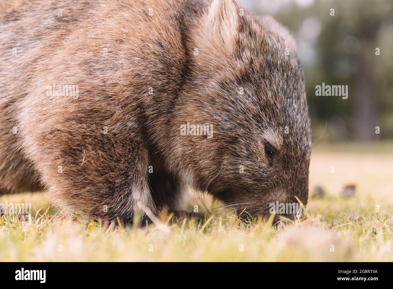 Common Wombat eating grass in a field Stock Photo - Alamy