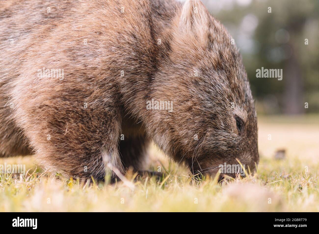 Wombat eating hi-res stock photography and images - Alamy