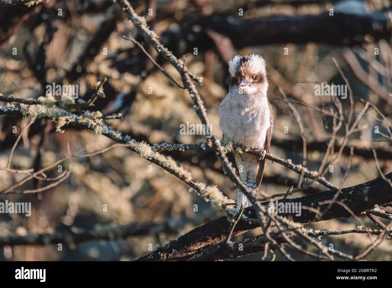Australian bird, Laughing Kookaburra in a tree Stock Photo - Alamy