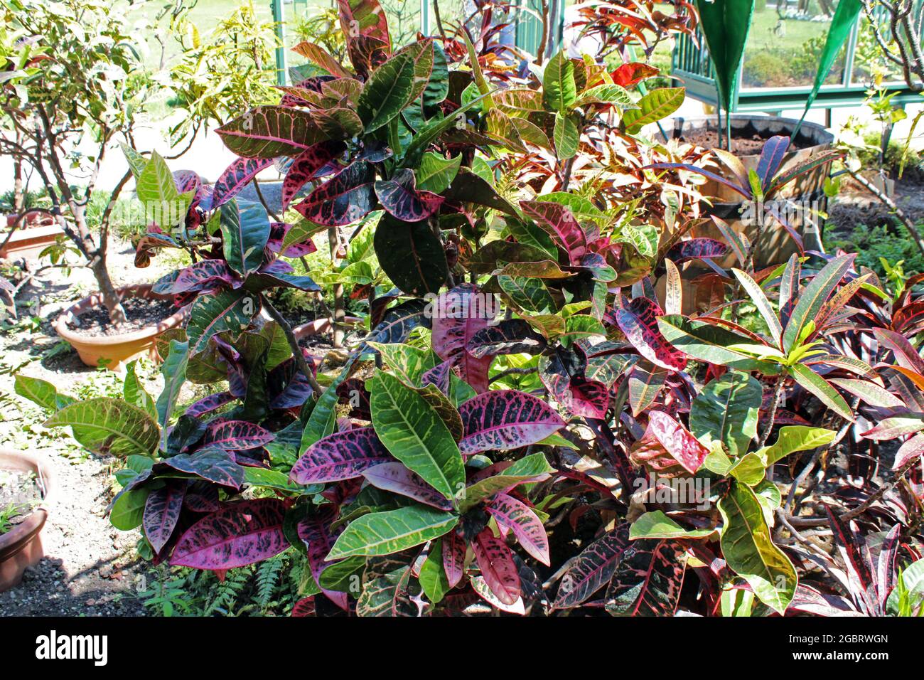 Godiaeum variegatum hi-res stock photography and images - Alamy