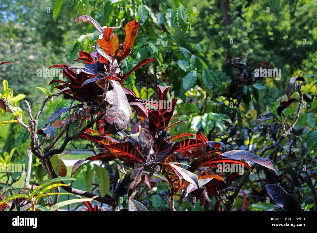 Godiaeum variegatum hi-res stock photography and images - Alamy
