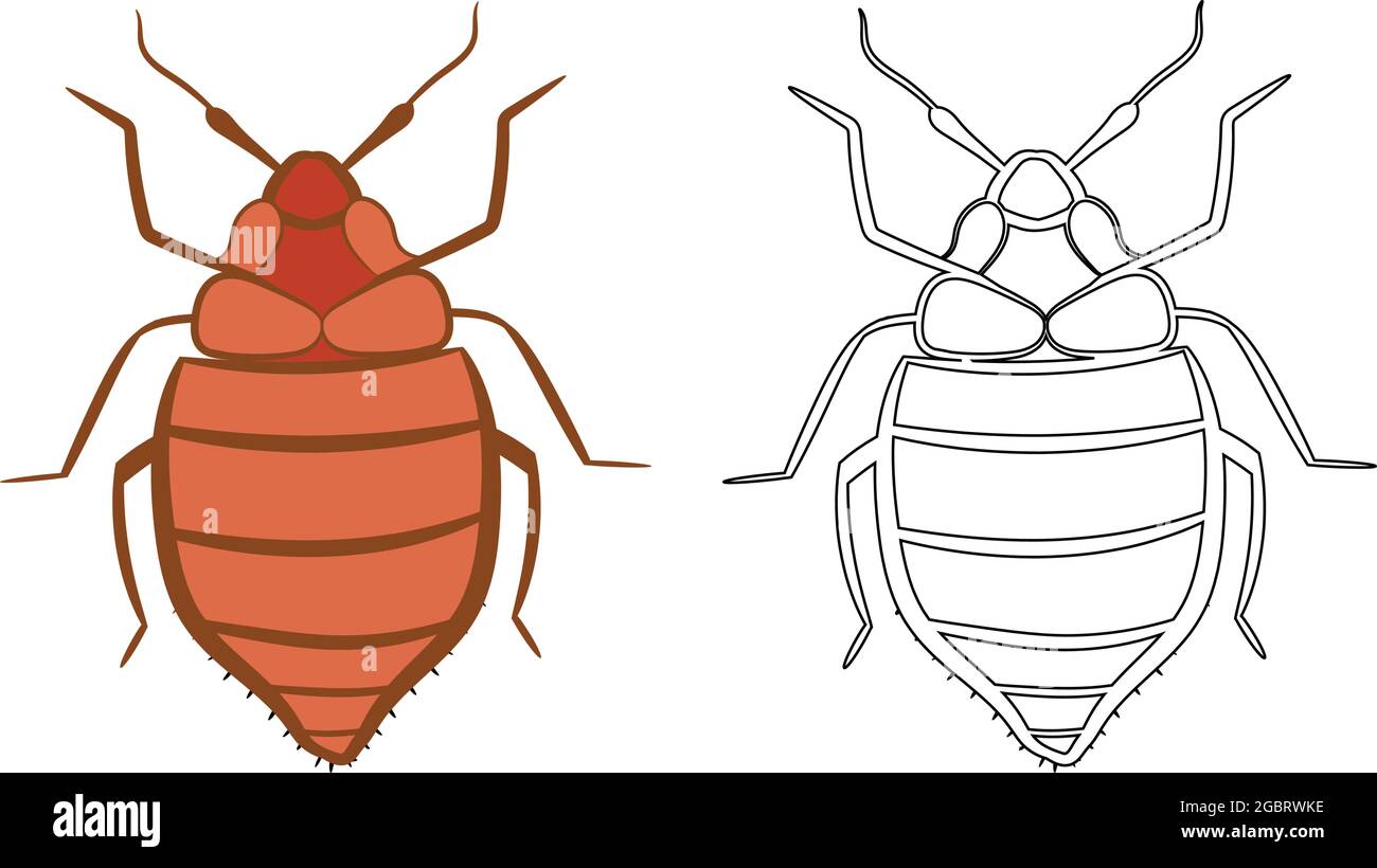 Bedbug or Cimex lectularius Vector Illustration Fill and Outline ...