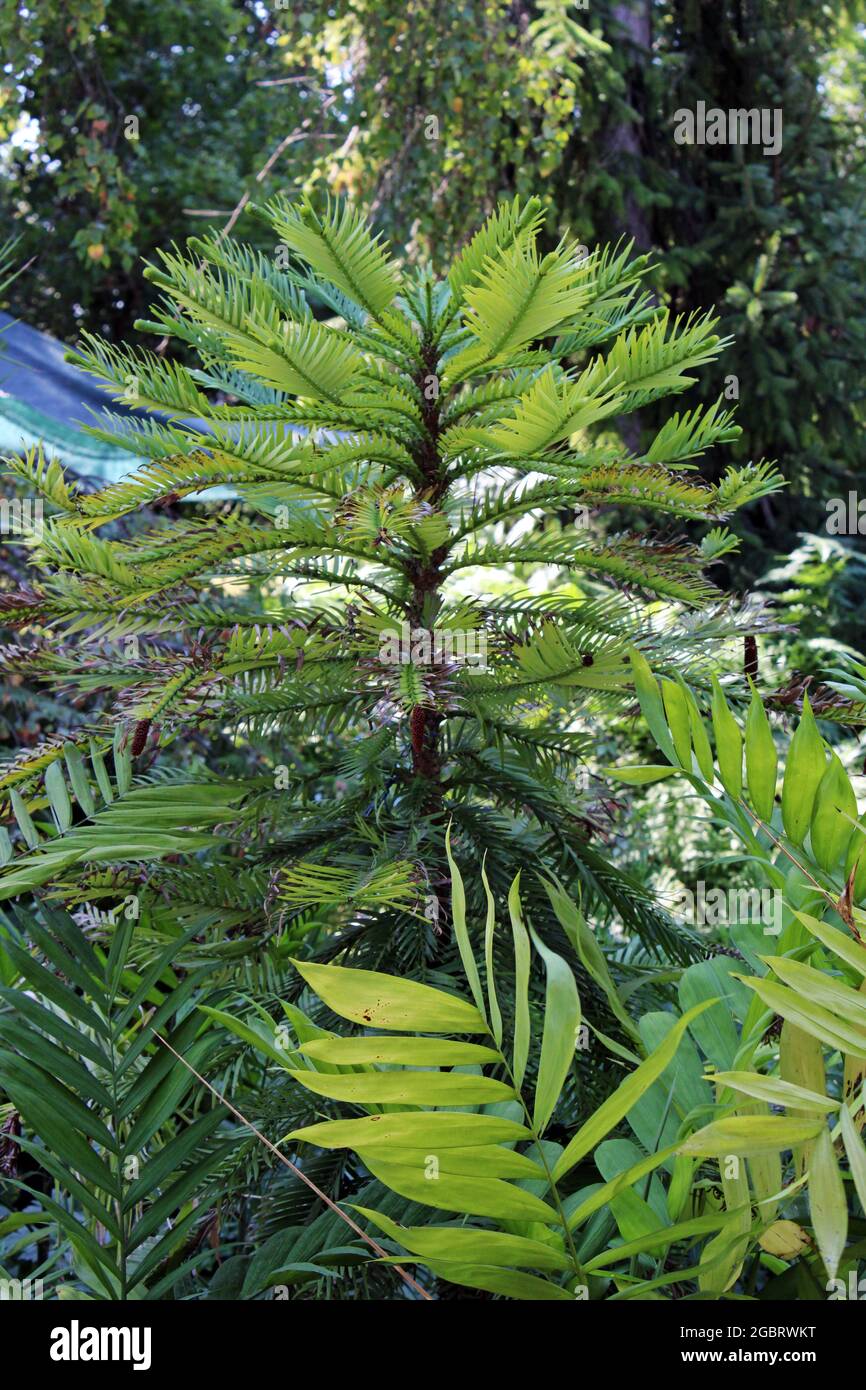 Wollemia nobilis hi-res stock photography and images - Alamy