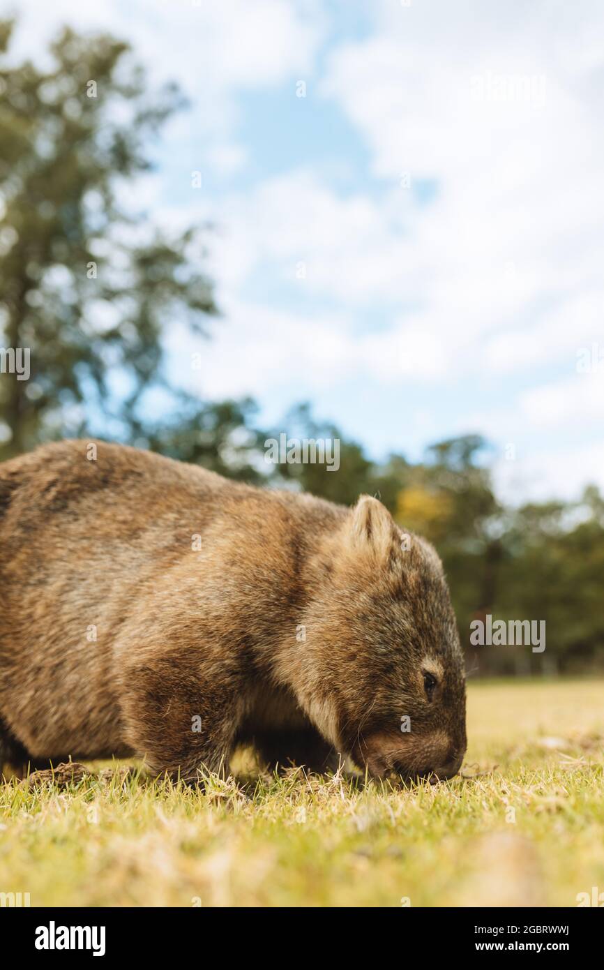 Common Wombat eating grass in a field Stock Photo - Alamy