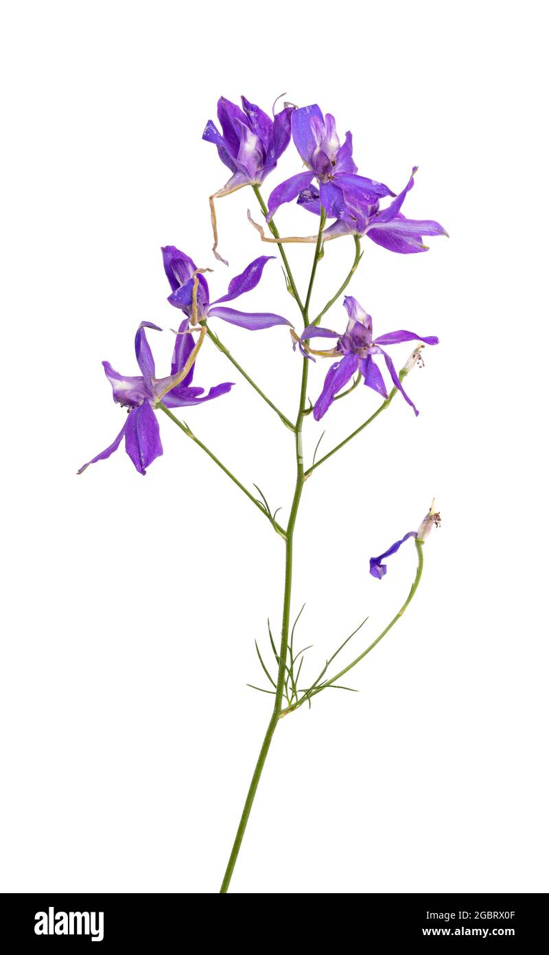Consolida Cut Out Stock Images & Pictures - Alamy
