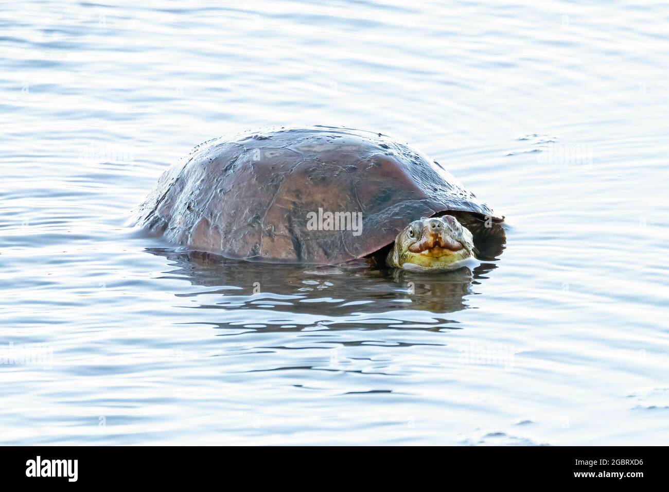 The Spanish pond turtle (Mauremys leprosa), also known as the ...