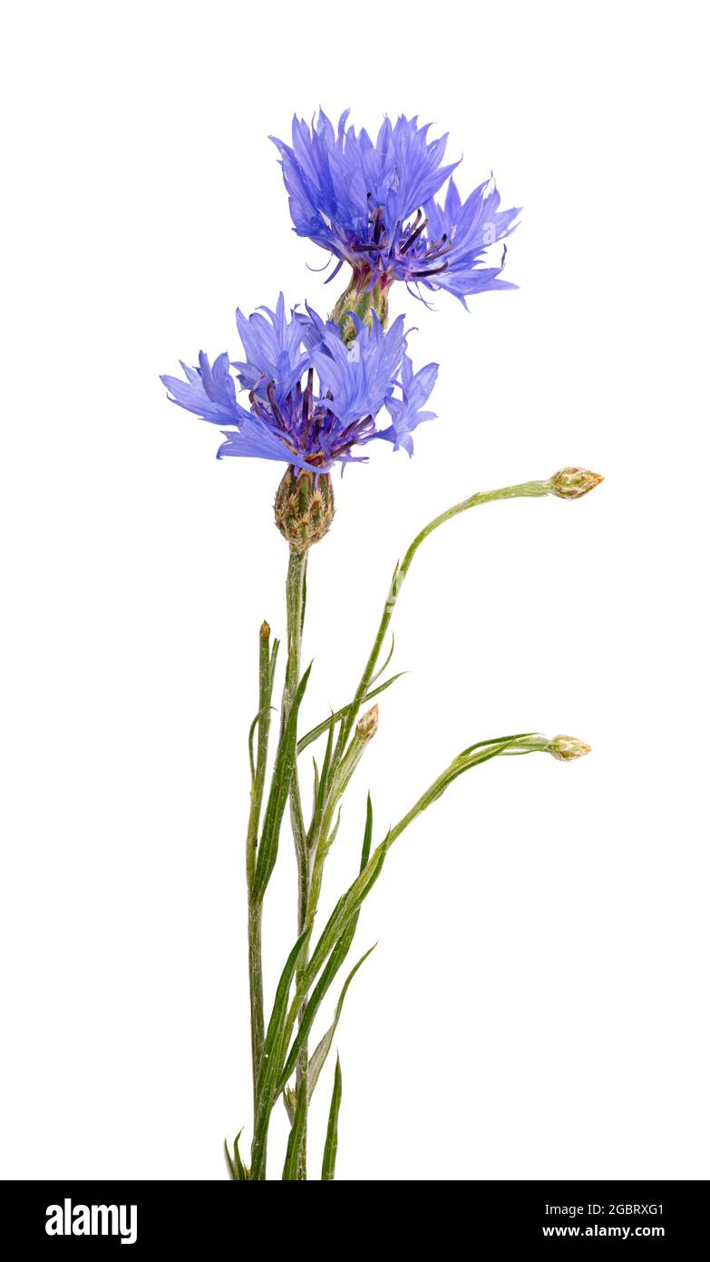 Fresh cornflower isolated on white background. Clipping path Stock ...