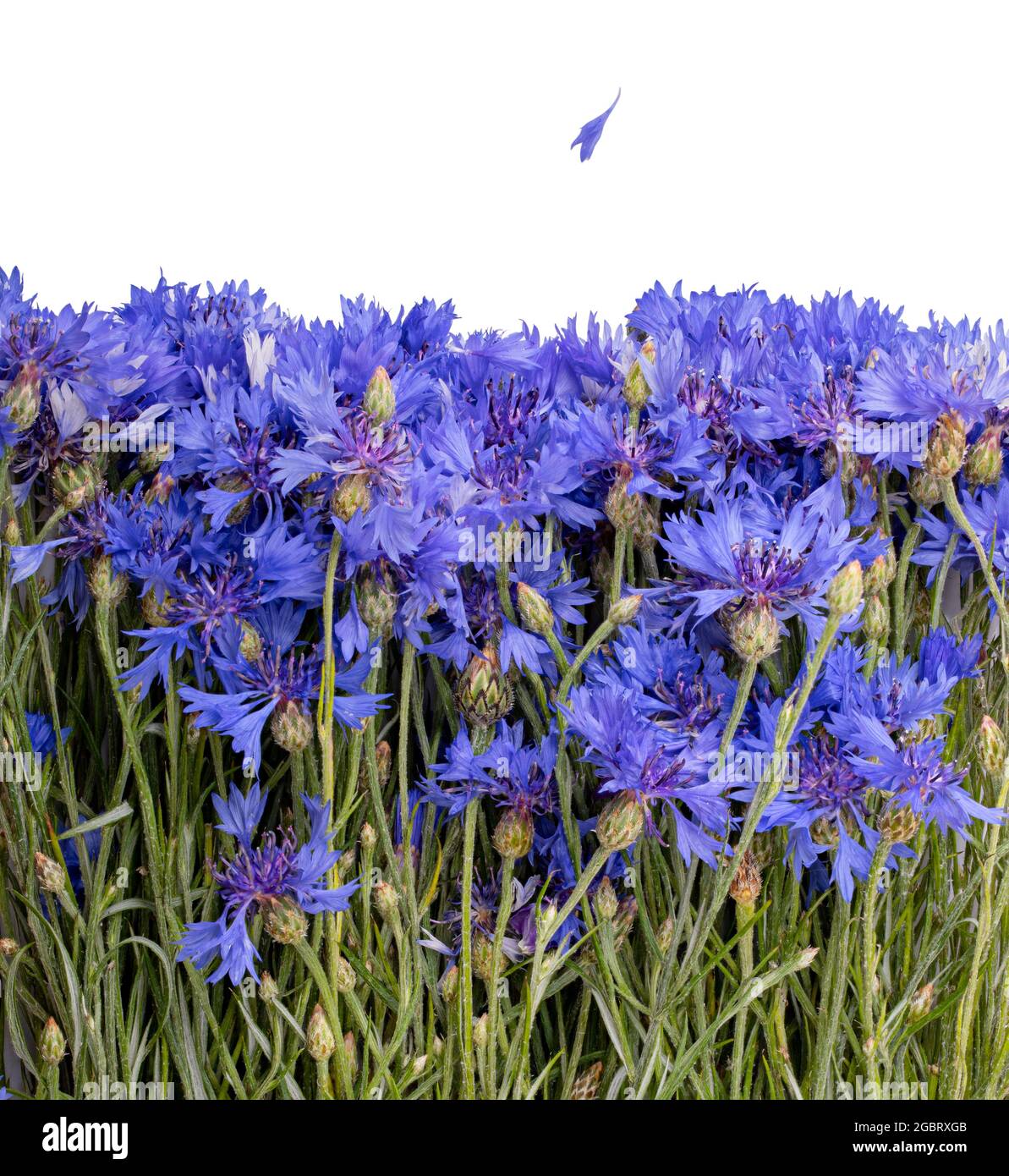 Fresh cornflower isolated on white background. Clipping path Stock ...