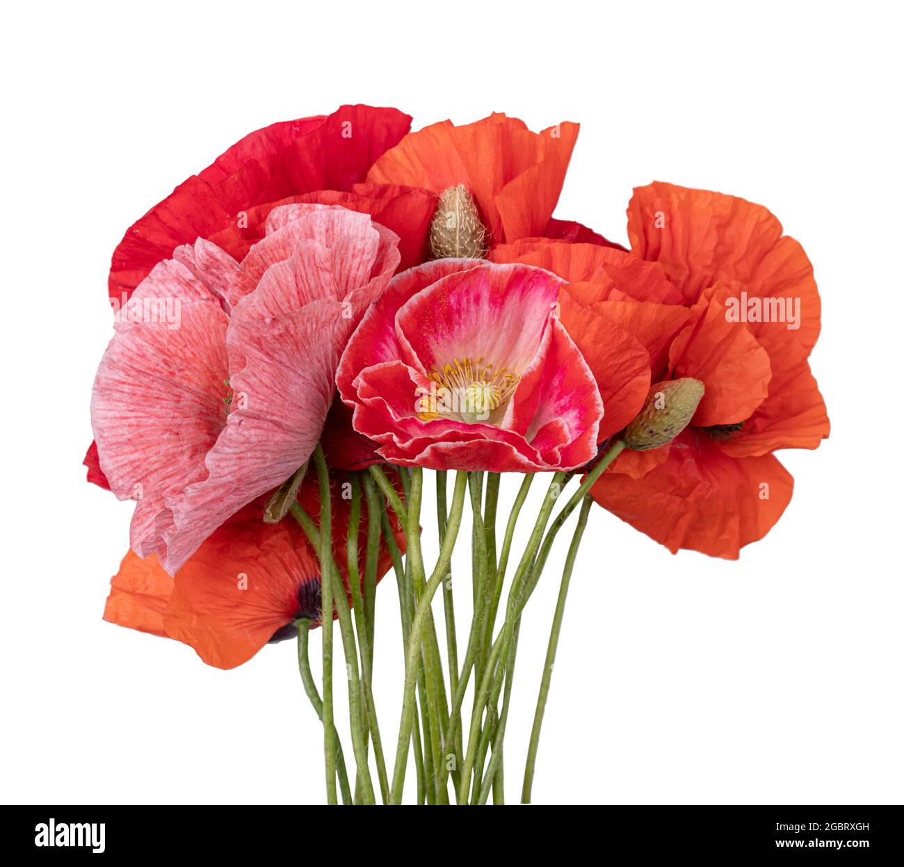 Red poppy isolated on white background. Clipping path Stock Photo - Alamy
