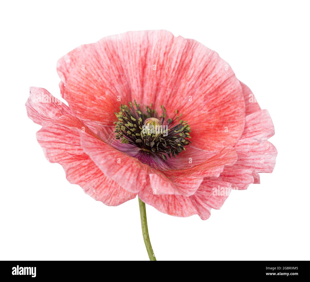 Red poppy isolated on white background. Clipping path Stock Photo - Alamy