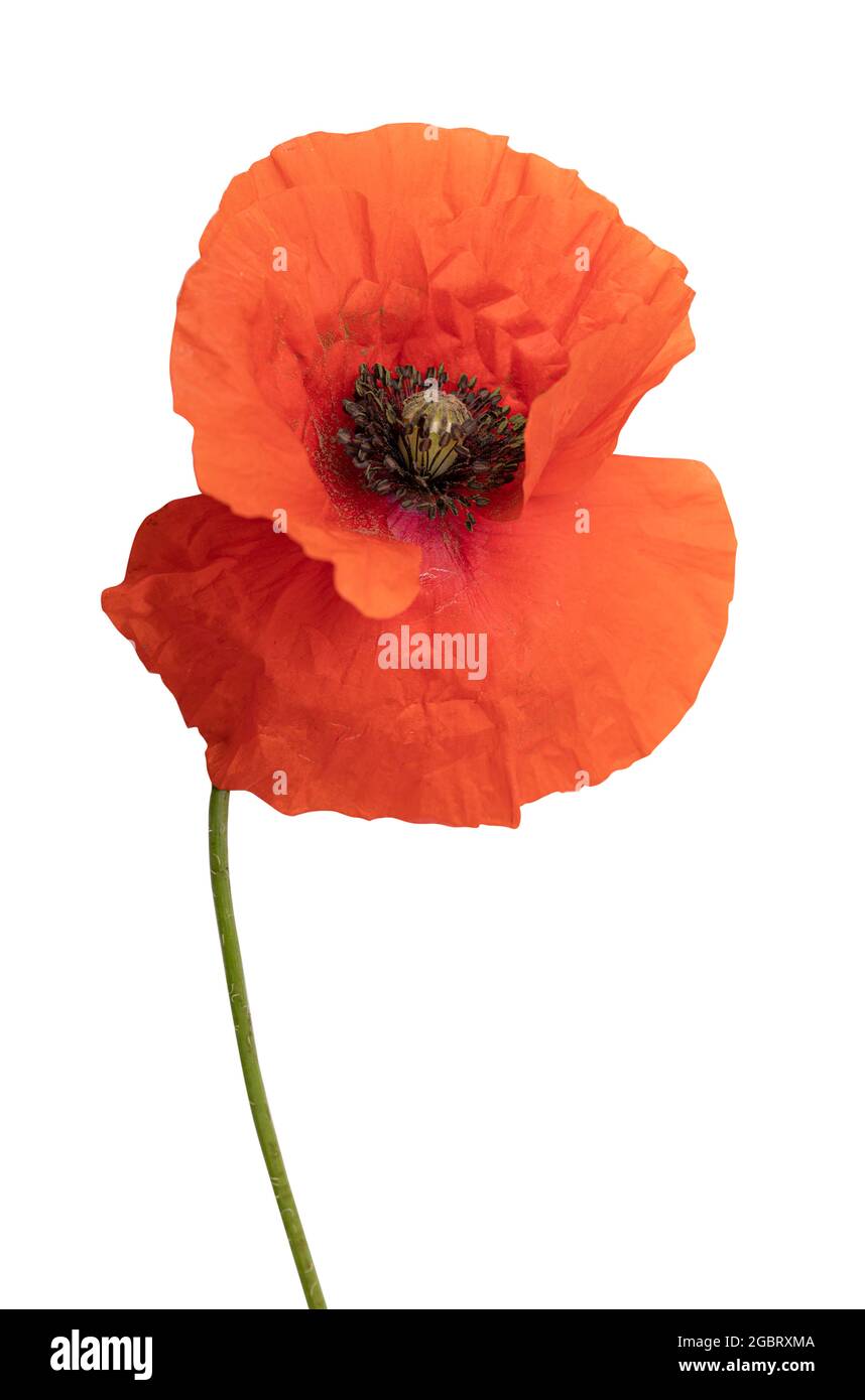 Red poppy isolated on white background. Clipping path Stock Photo - Alamy