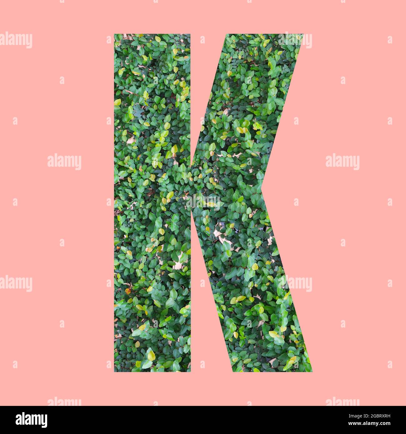 Alphabet letters of shape K in green leaf style on pastel pink ...