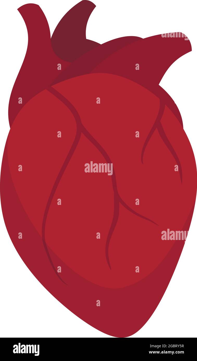 Muscle human heart icon. Flat illustration of muscle human heart vector ...