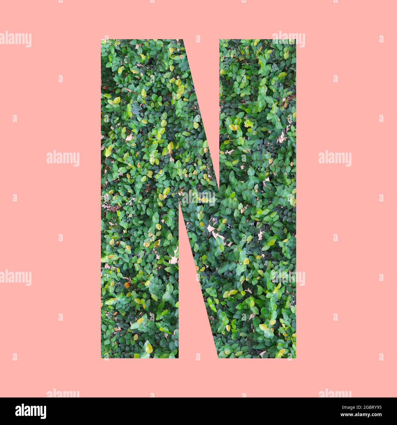Alphabet letters of shape N in green leaf style on pastel pink ...
