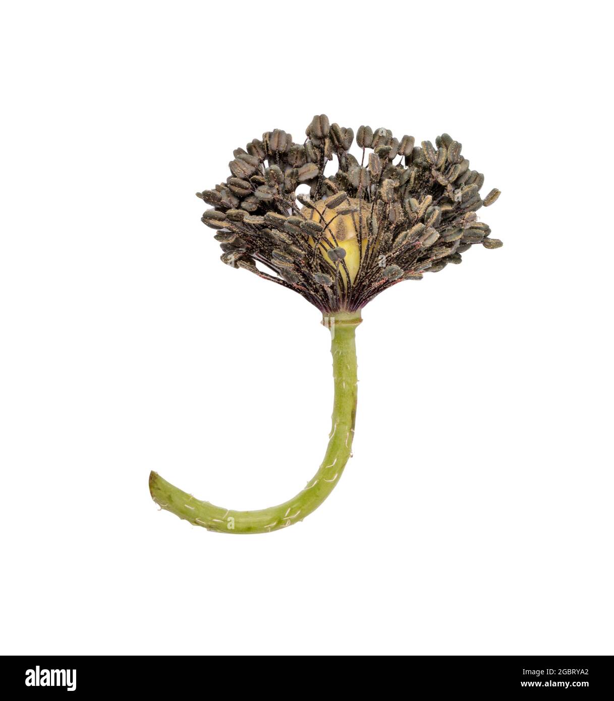 Red poppy isolated on white background. Clipping path Stock Photo - Alamy