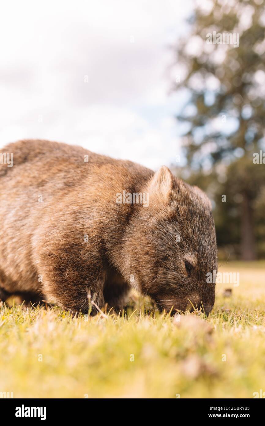 Wombat eating hi-res stock photography and images - Alamy