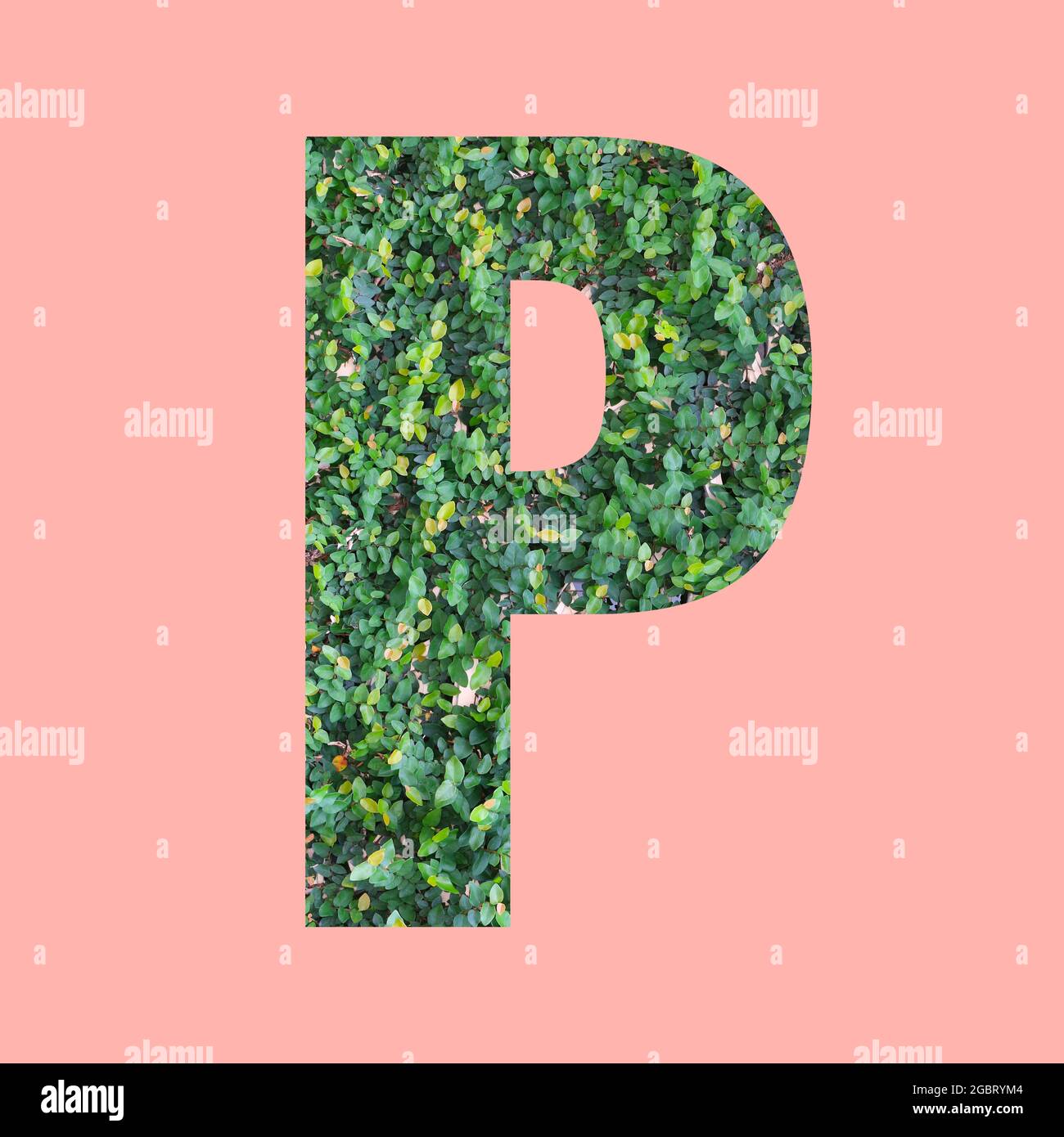 Alphabet letters of shape P in green leaf style on pastel pink ...