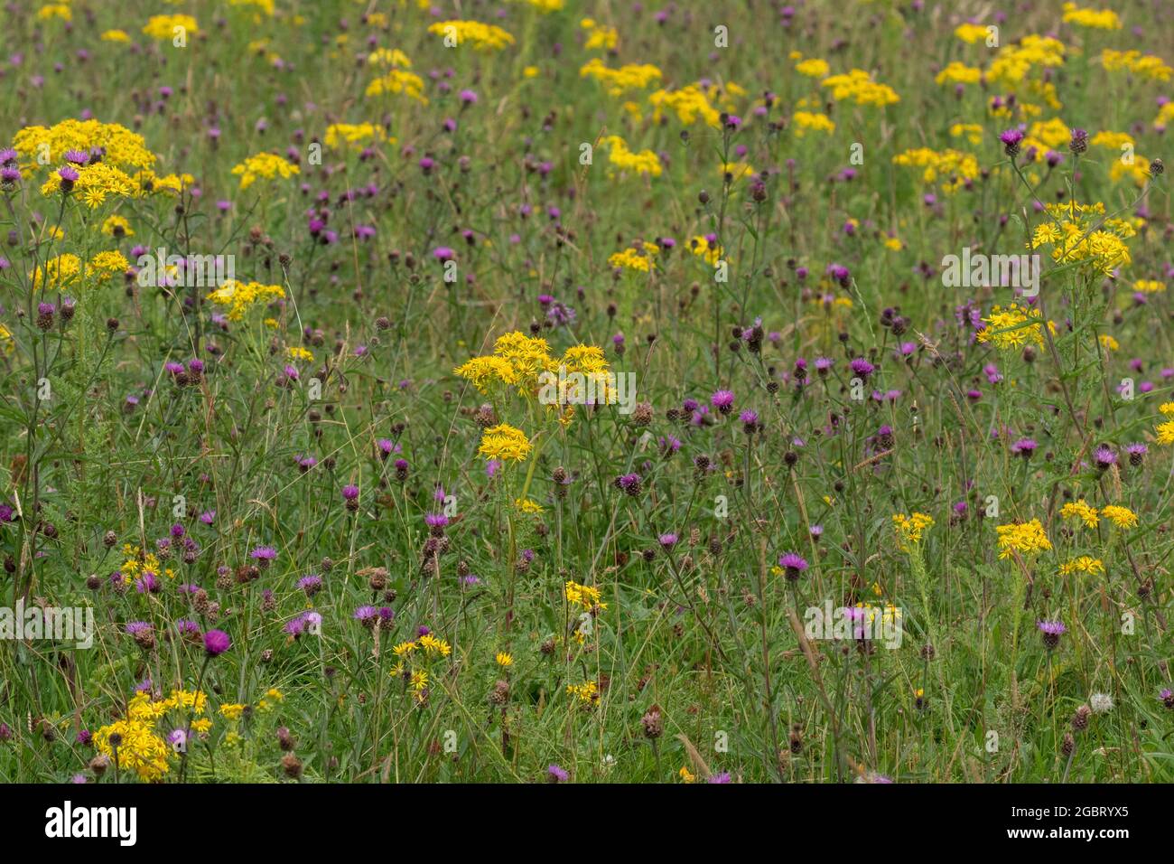 A field full of flowering ragwort and knapweed Stock Photo - Alamy