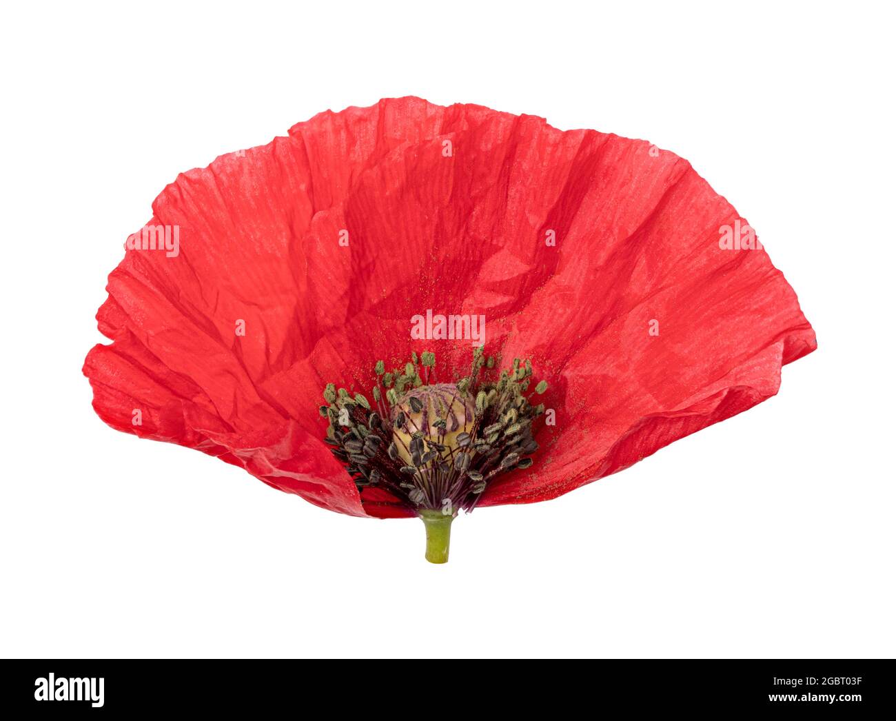 Red poppy isolated on white background. Clipping path Stock Photo - Alamy