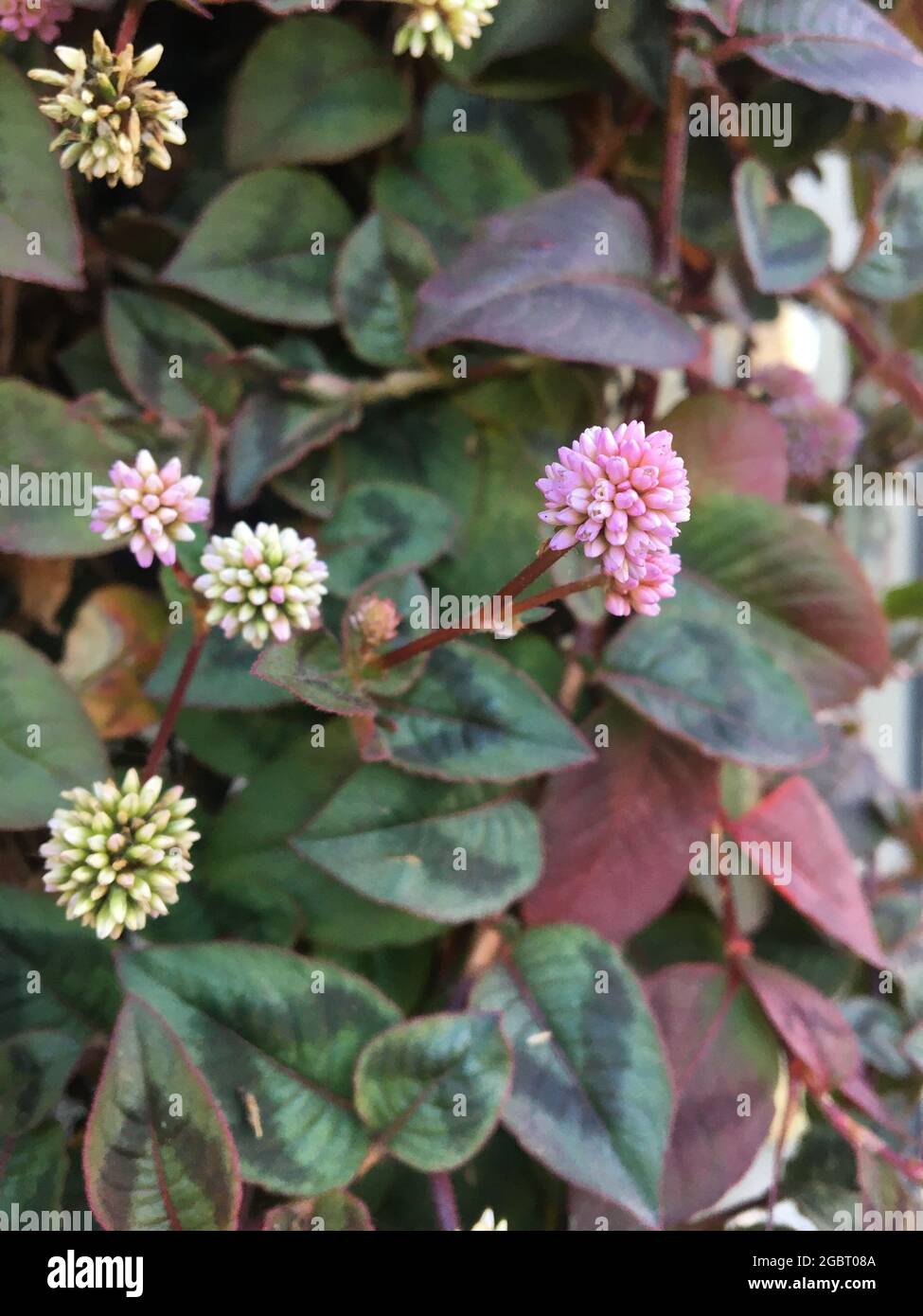 Delicate clusters of small pink flowers hi-res stock photography and ...