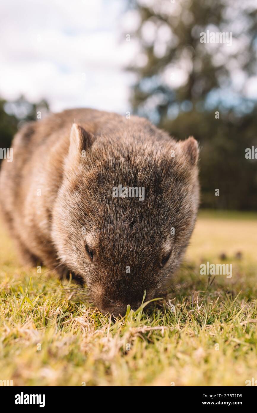 Common Wombat eating grass in a field Stock Photo - Alamy