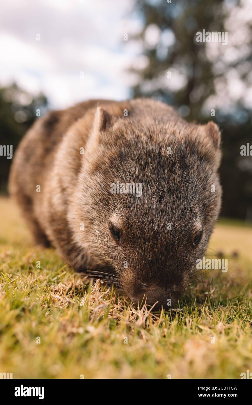 Common Wombat eating grass in a field Stock Photo - Alamy