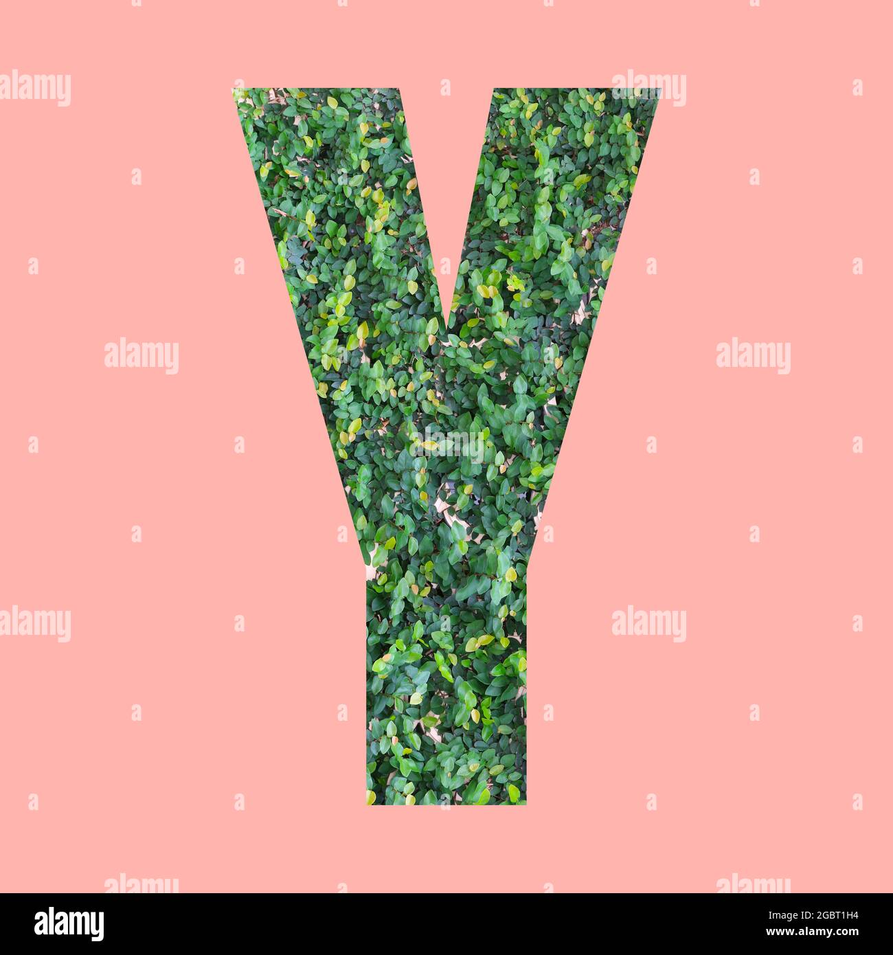 Alphabet letters of shape Y in green leaf style on pastel pink ...