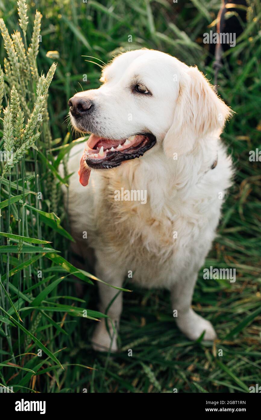 Absolutely happy Labrador retriever among green spikelets in summer on ...