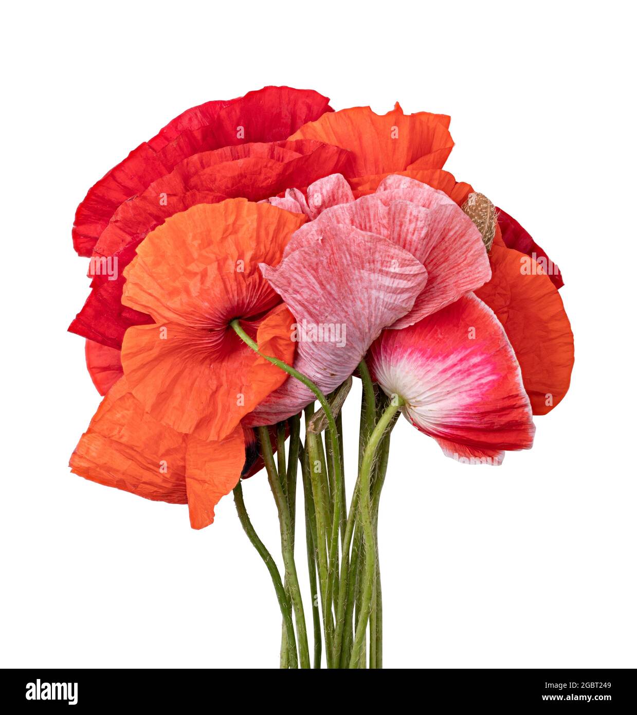 Red poppy isolated on white background. Clipping path Stock Photo - Alamy