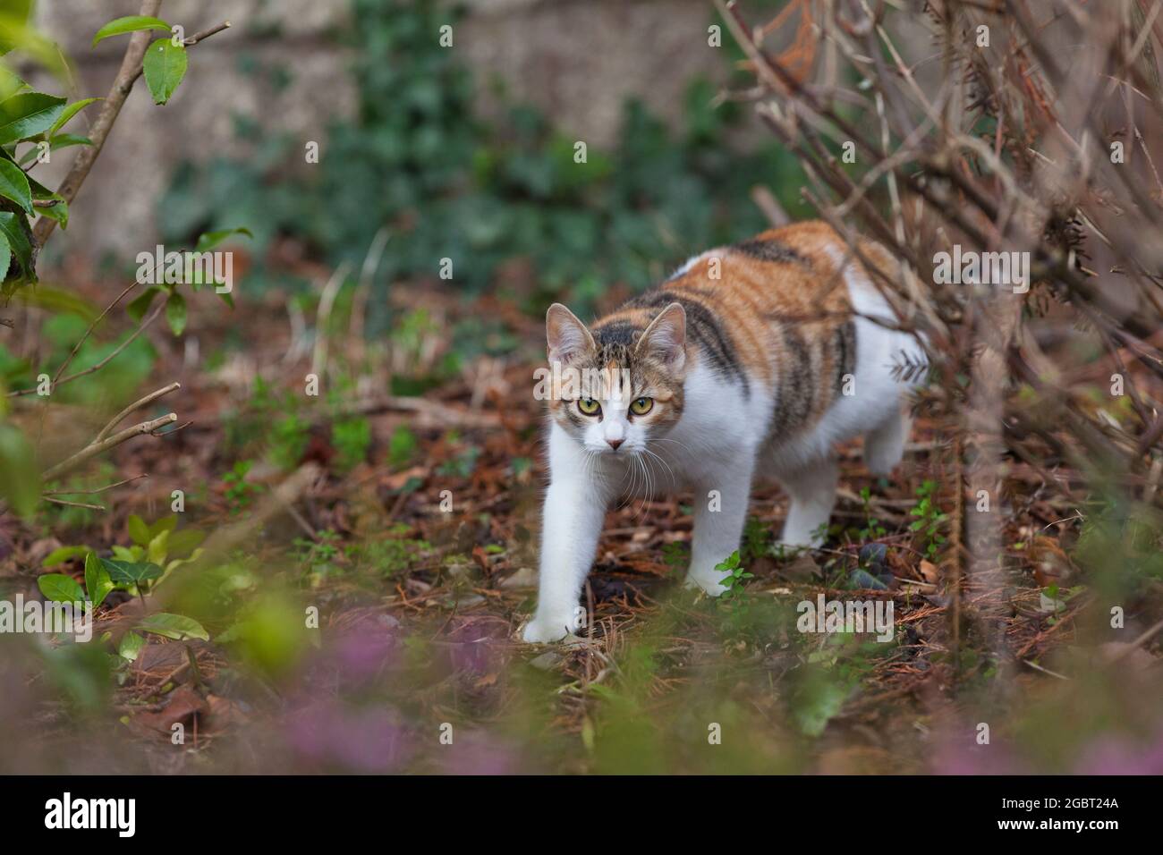 Bunte Katze in den Büschen des Gartens Stock Photo - Alamy