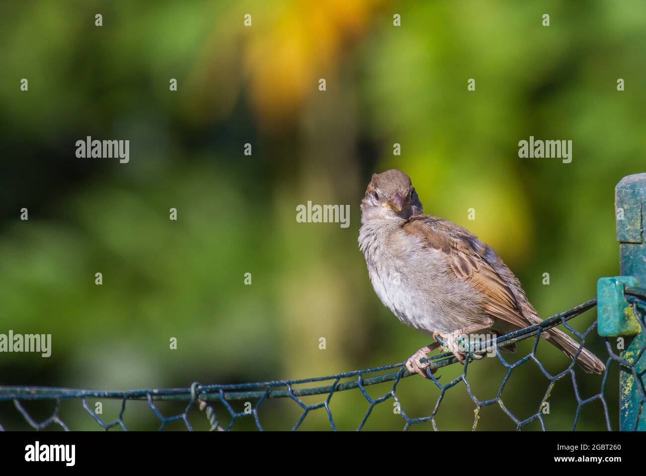 A sparrow sitting on a wire-mesh fence Stock Photo - Alamy